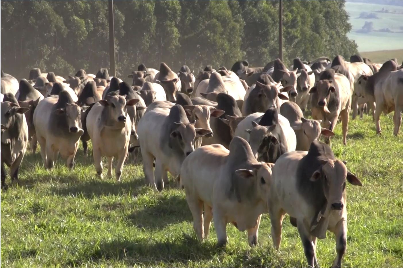 BOI/PERSPEC 2018: Ano de 2018 deve ser melhor, mas com desafios ...