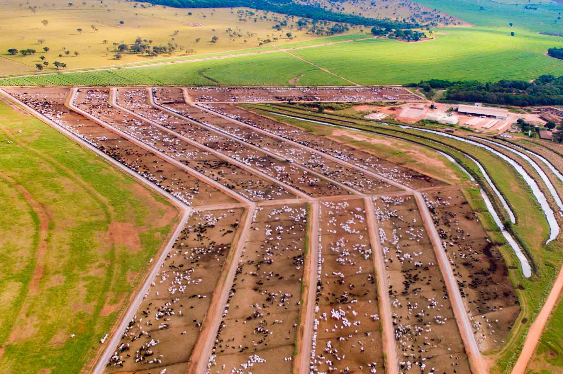 Confinamento bovino deve ter alta em 2022 apesar de custo maior com ...