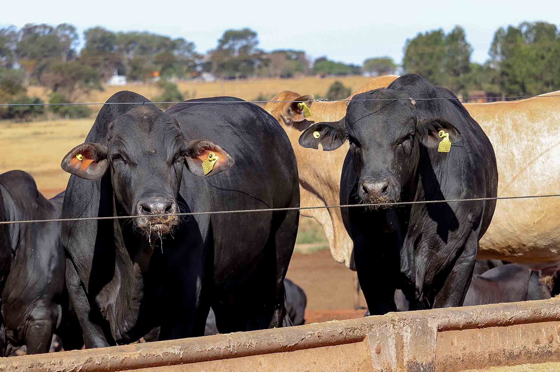 Bem-estar animal engorda mais o boi e até turbina a sanidade do rebanho ...