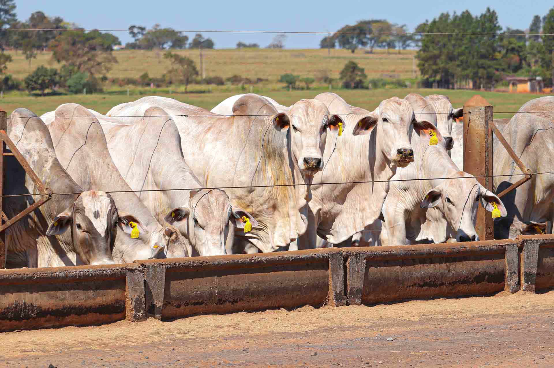 Confinamento bate recorde com quase 7 milhões de bovinos - Boitel Chaparral