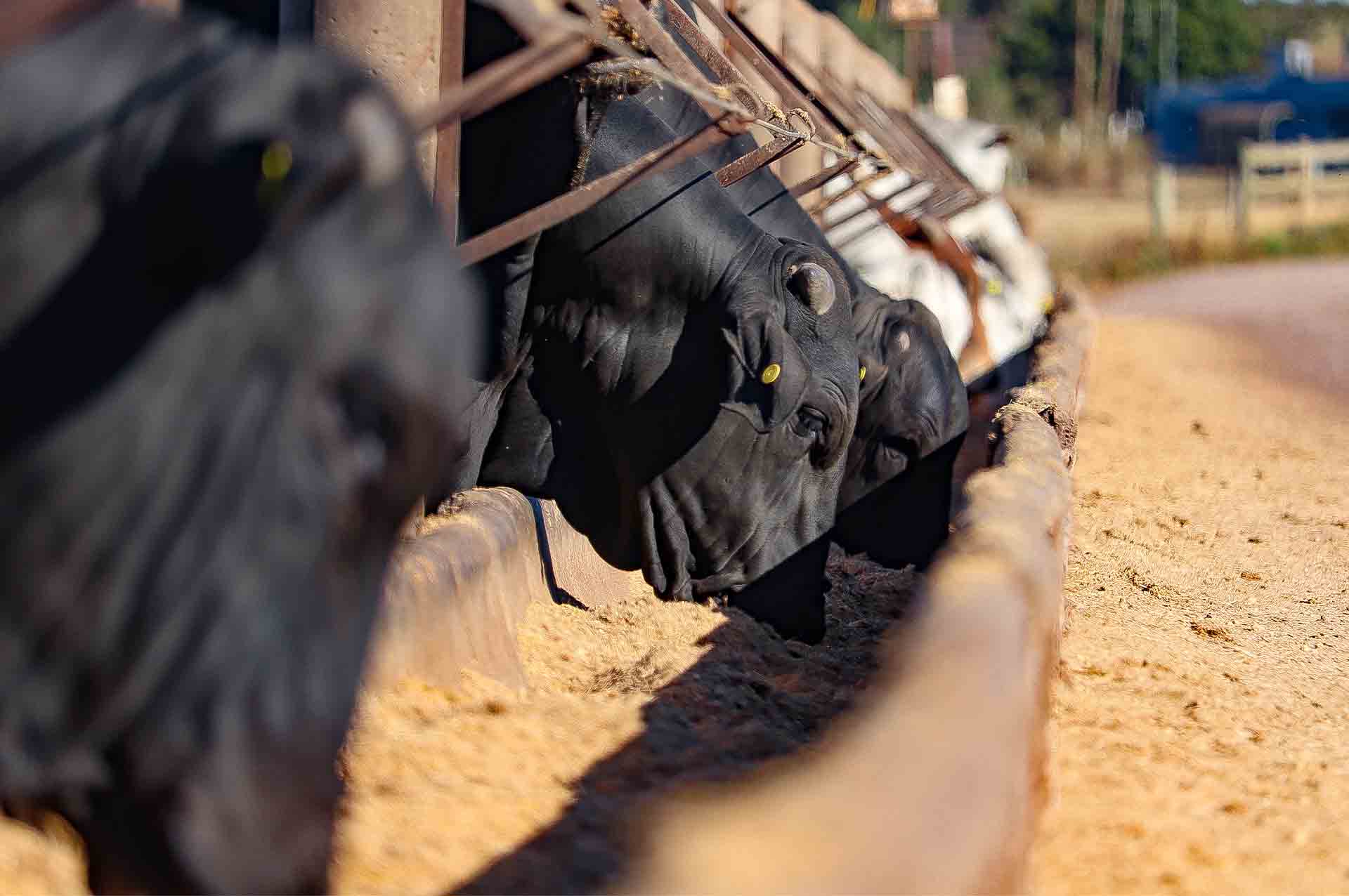 Confinar o ano inteiro para ter sucesso - Boitel Chaparral