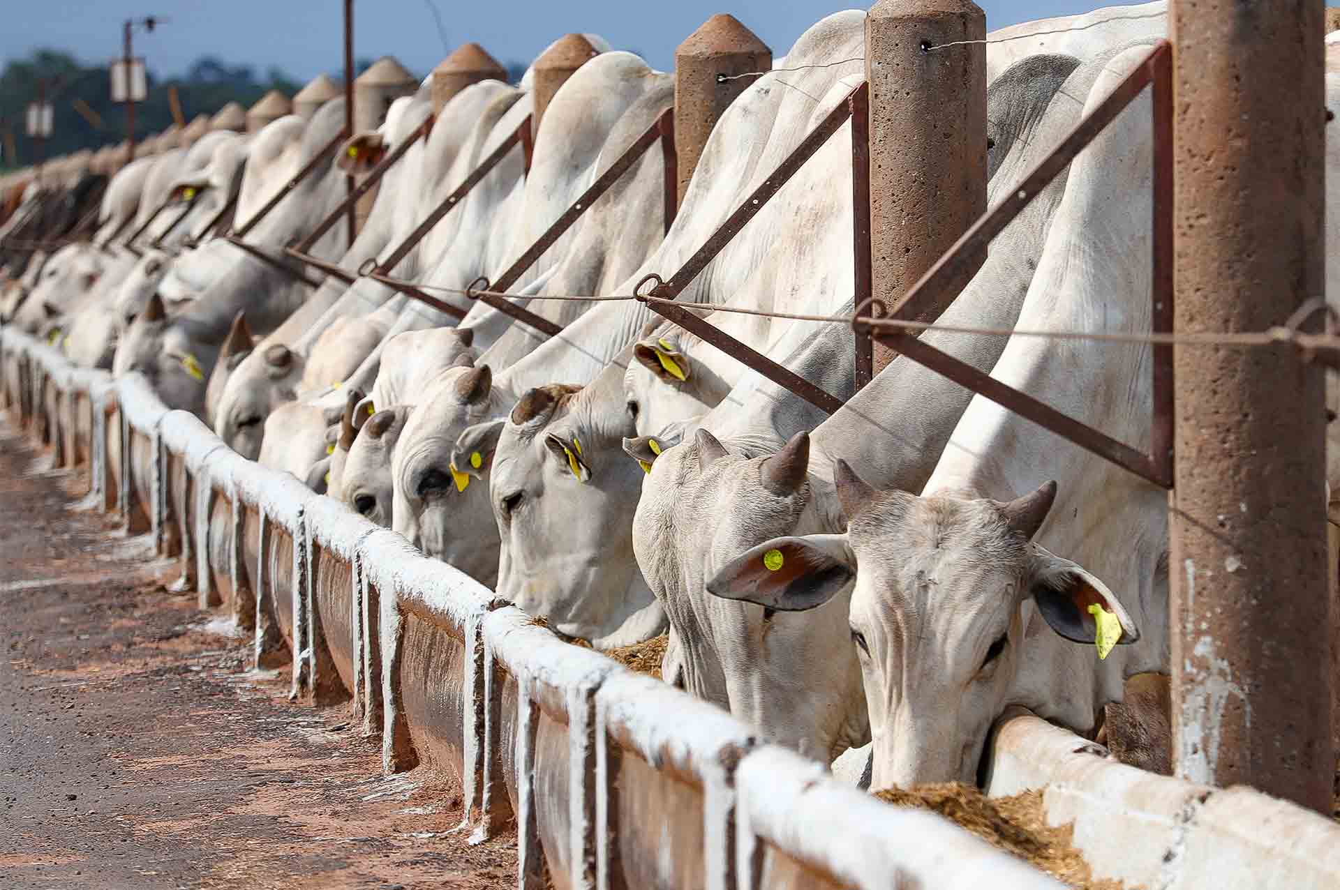 Época de seca: planejamento e confinamento - Boitel Chaparral