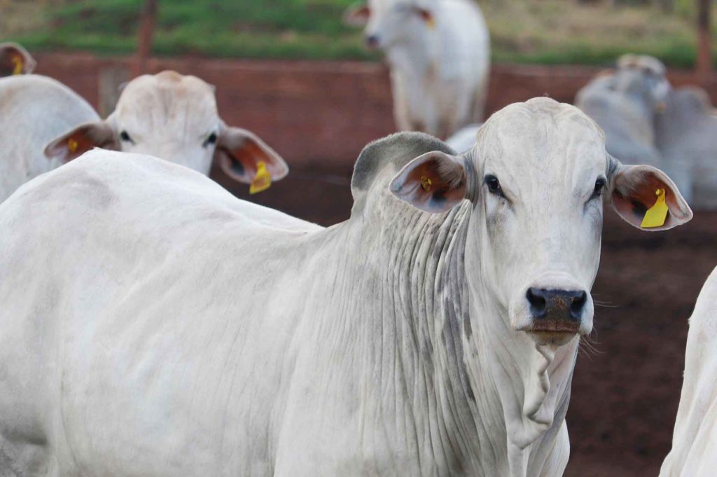 Boi China é cada vez mais popular no rebanho brasileiro - Boitel Chaparral